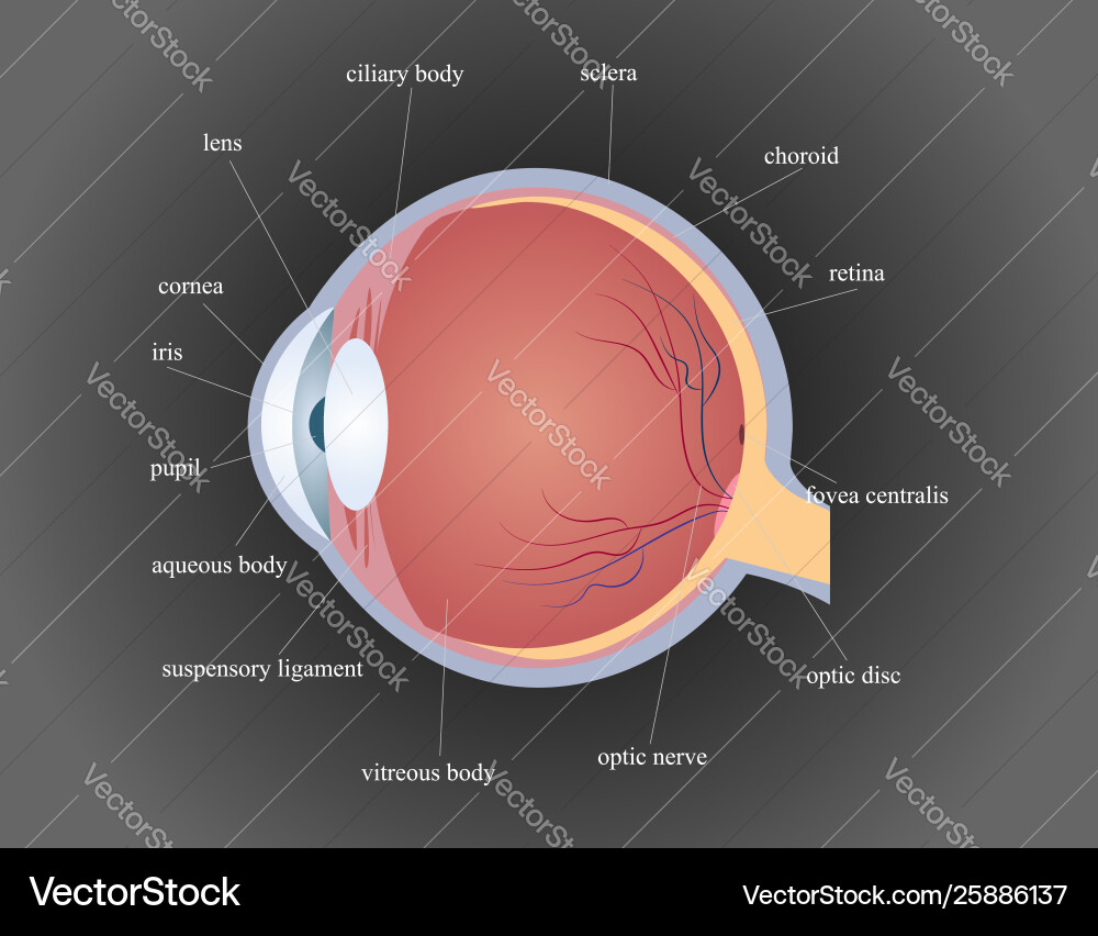 Vision Royalty Free Vector Image - VectorStock