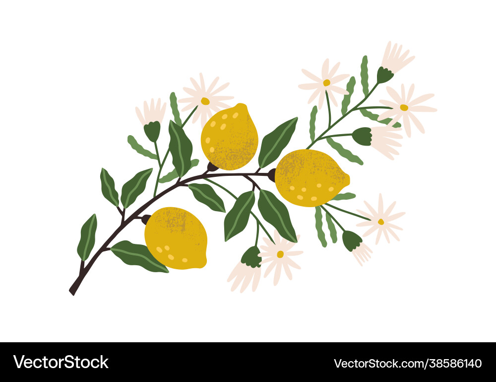 Blooming lemon tree branch with yellow citrus Vector Image