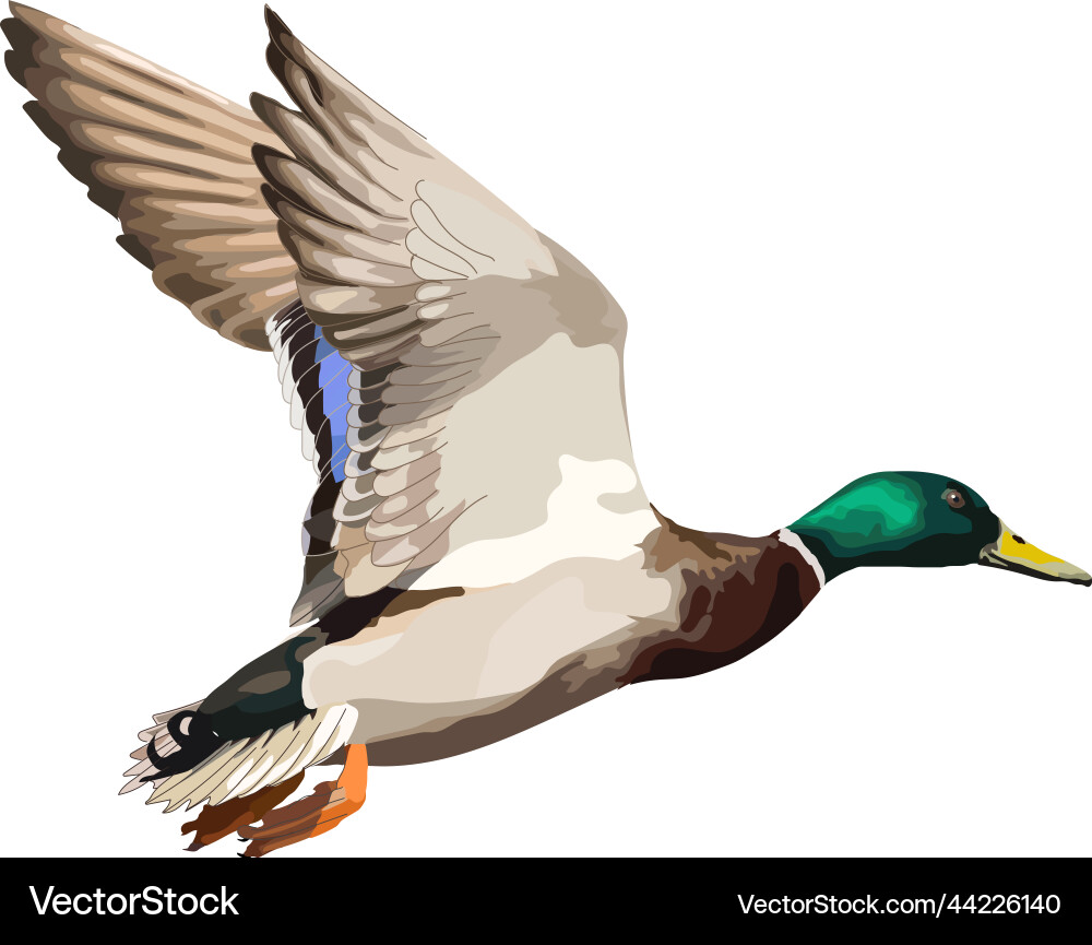 Realistic Flying Duck Royalty Free Vector Image