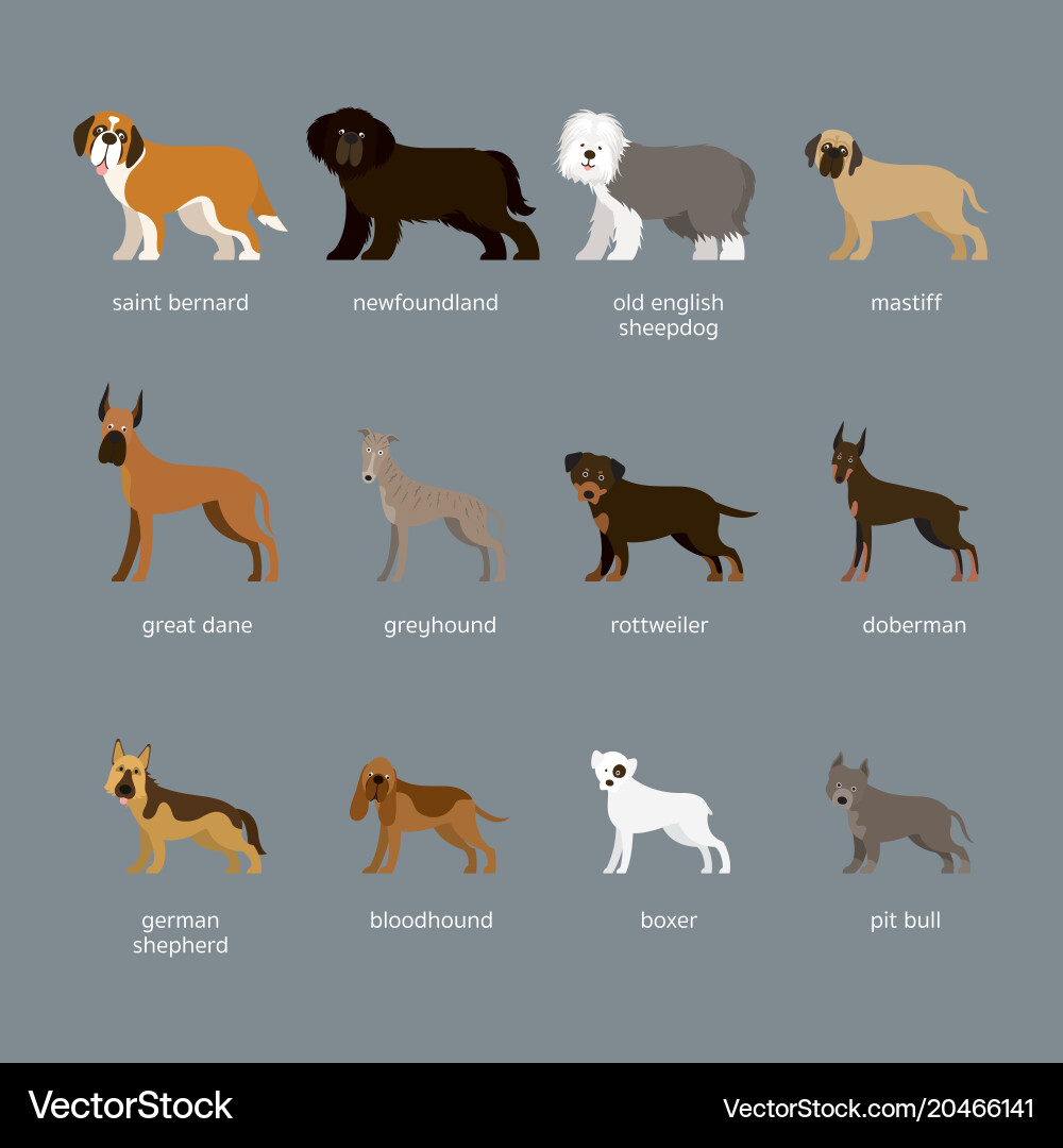 Dog breeds set giant and large size Royalty Free Vector