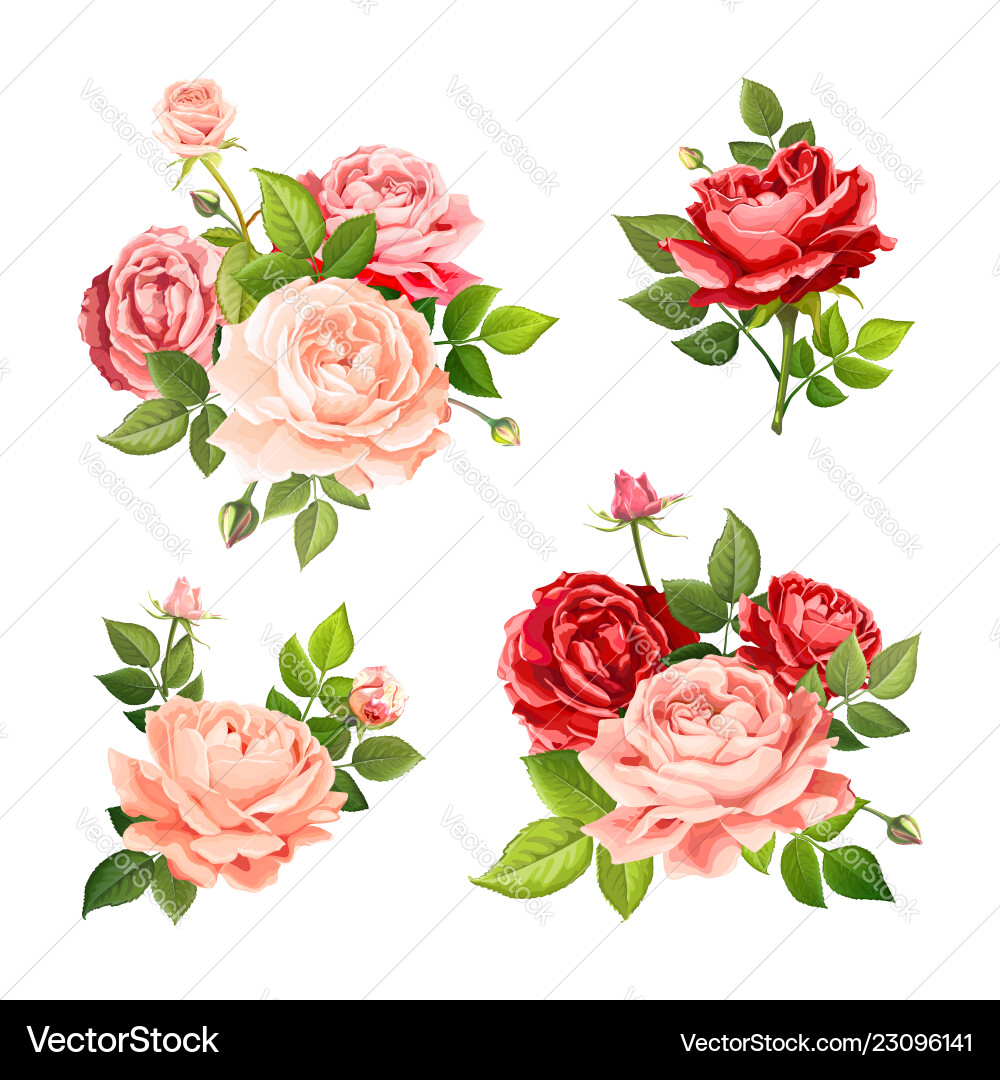 Lovely rose flower Royalty Free Vector Image - VectorStock