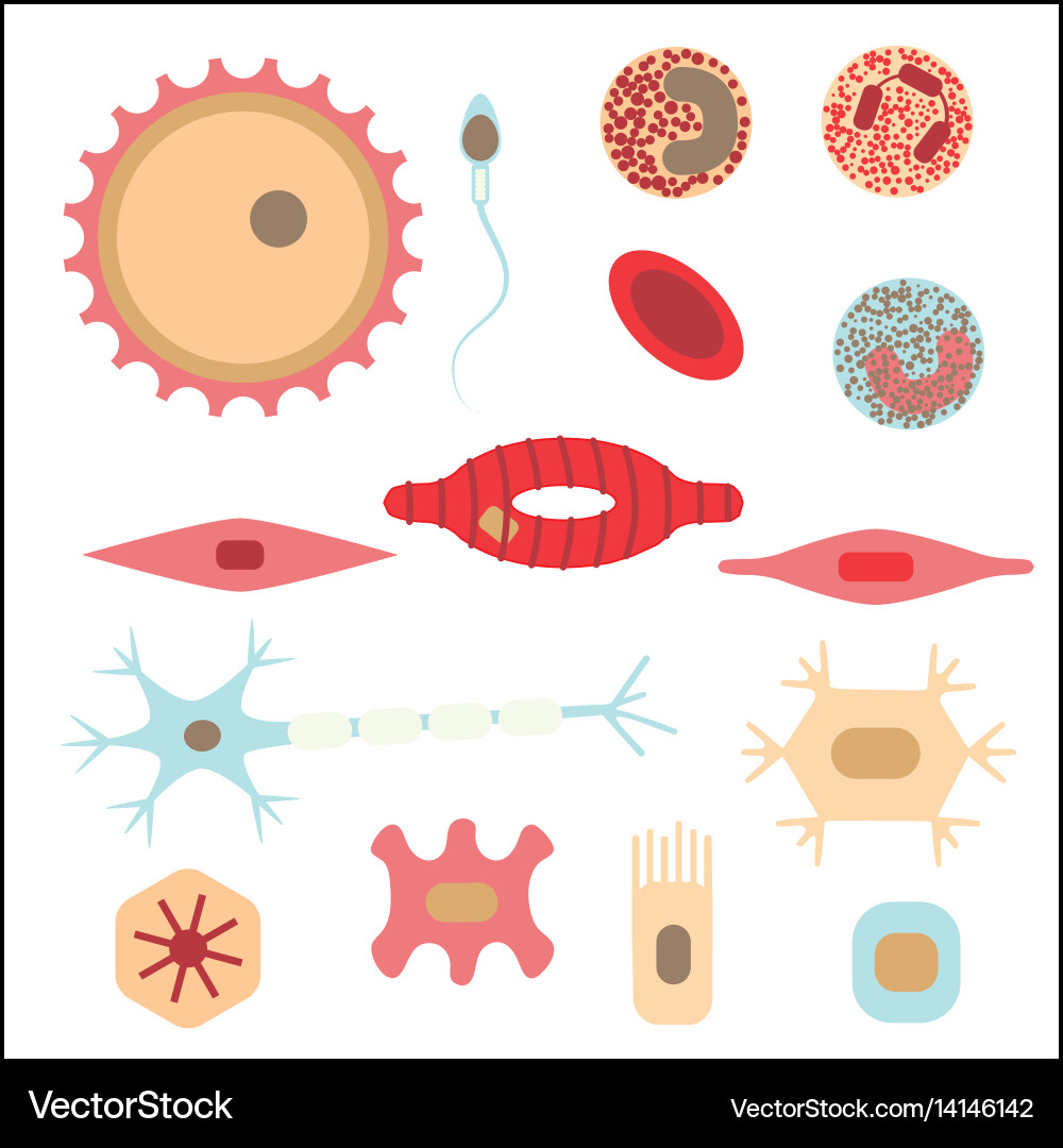 Different human cell types Royalty Free Vector Image