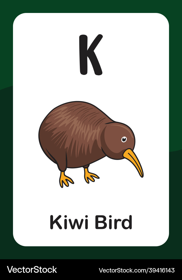 Animal alphabet flash card - k for kiwi bird Vector Image