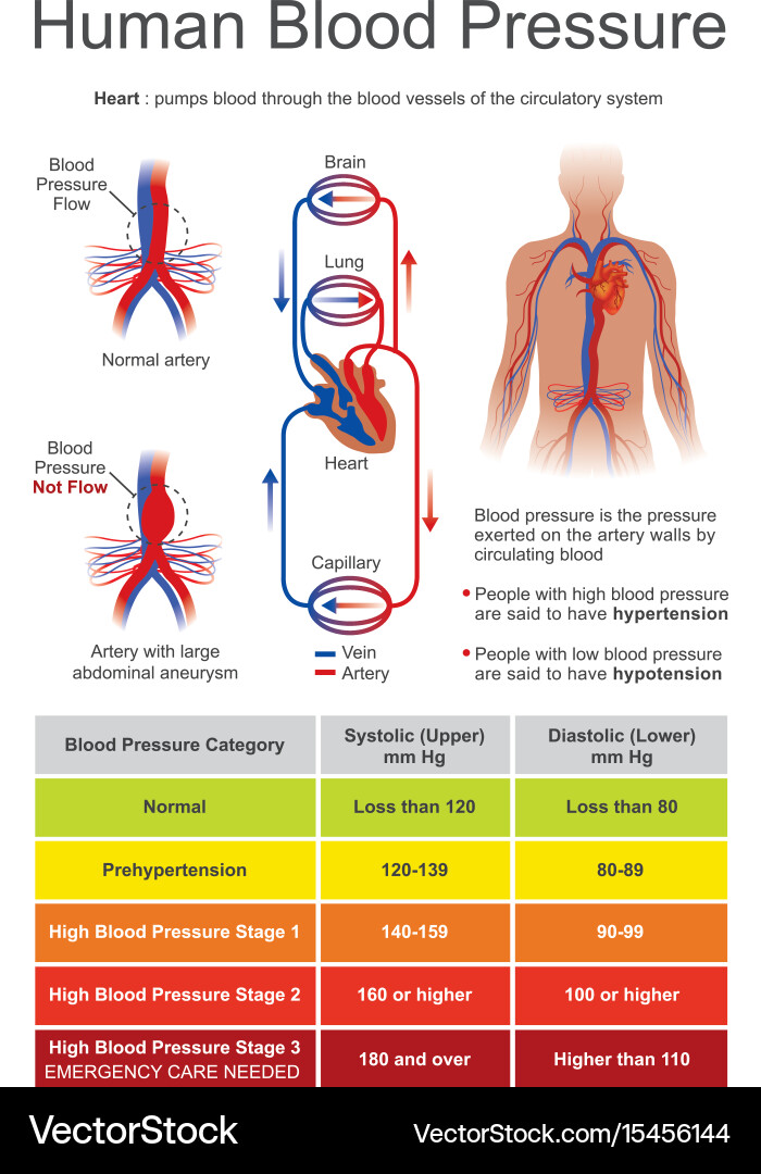 Human blood pressure charts Royalty Free Vector Image