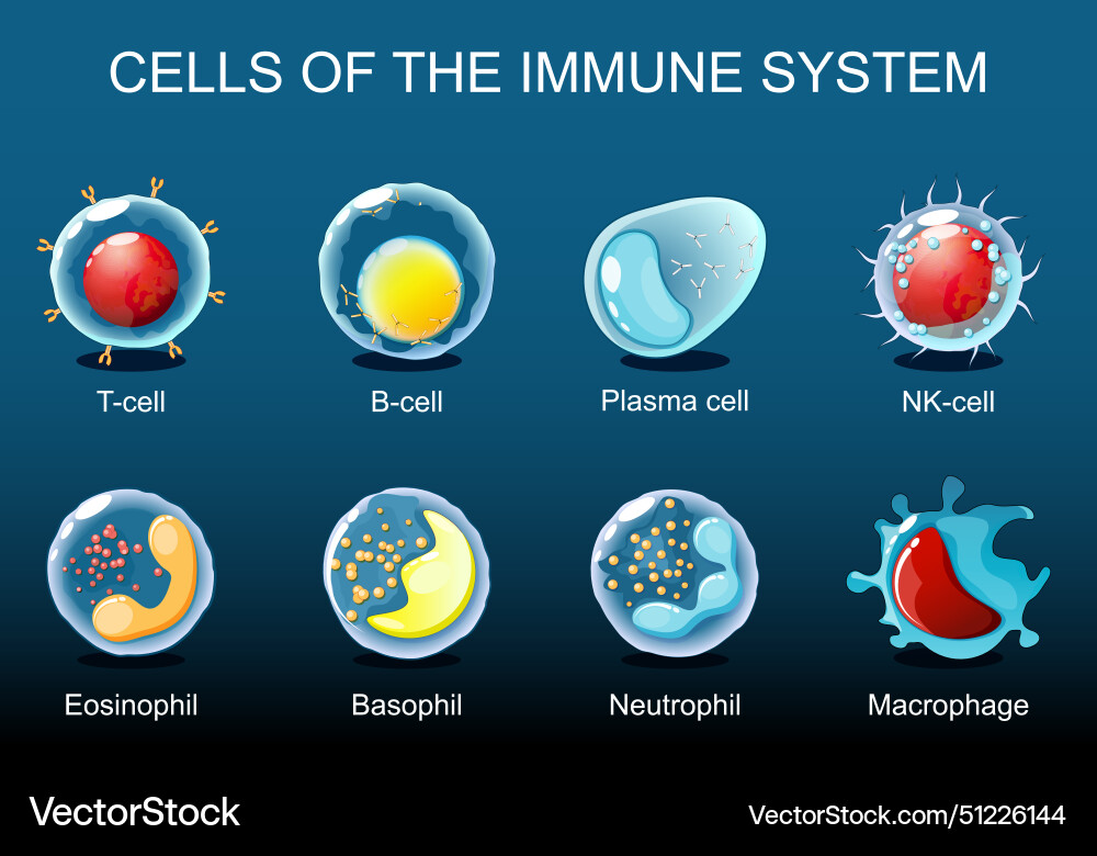 White blood cells leukocytes Royalty Free Vector Image
