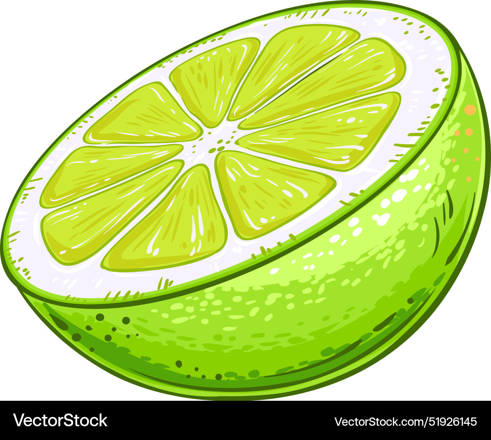 Lime fruit colored detailed Royalty Free Vector Image Lime fruit colored detailed Royalty Free Vector Image