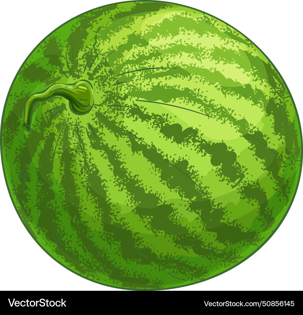 Watermelon fruit colored detailed Royalty Free Vector Image