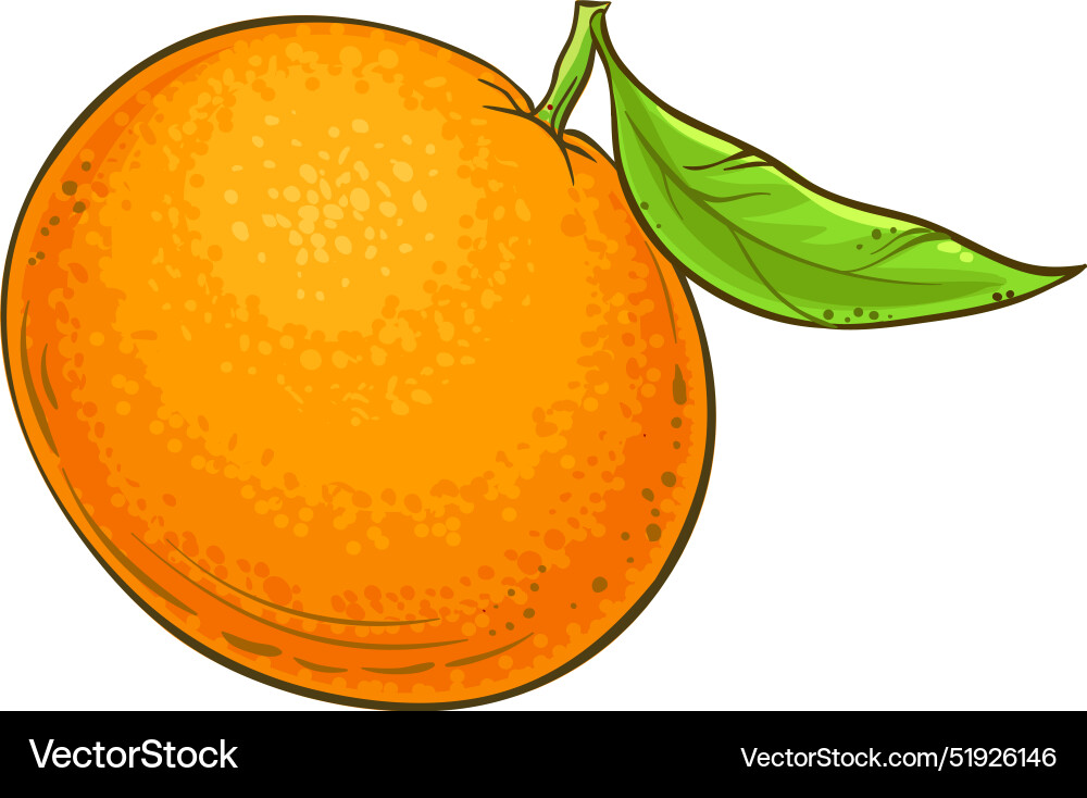 Tangerine fruit colored detailed Royalty Free Vector Image