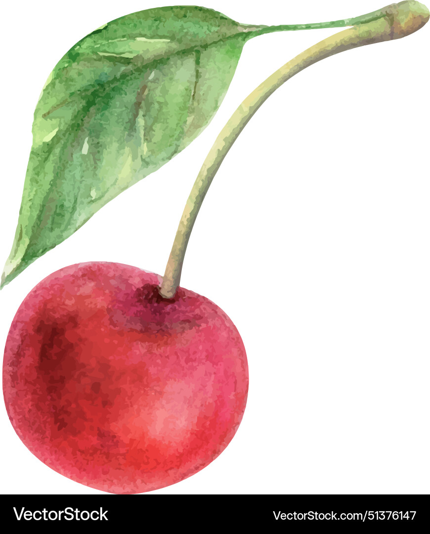 Cherry watercolor drawing red berry Royalty Free Vector