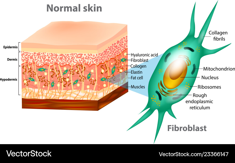 Skin Structure: Fibroblasts & Collagen Vector Image
