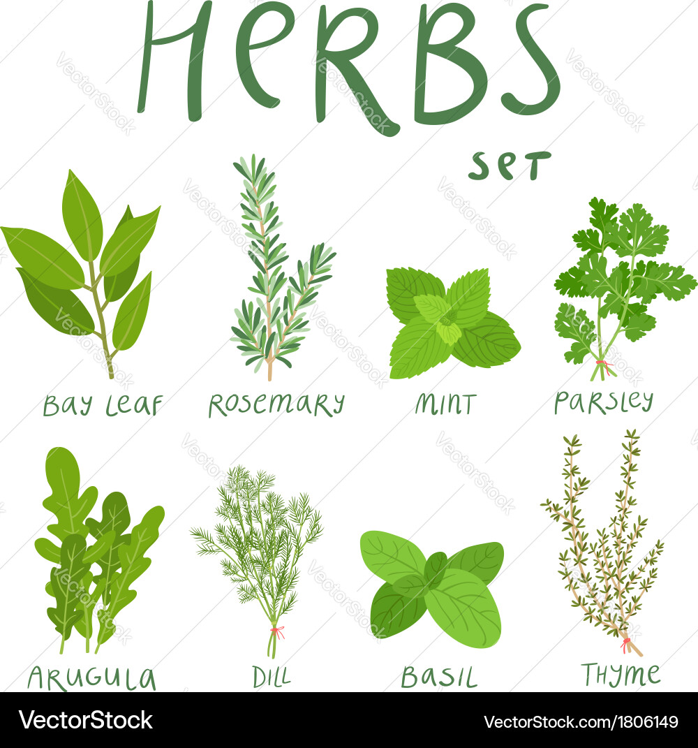 Herbs Royalty Free Vector Image - VectorStock