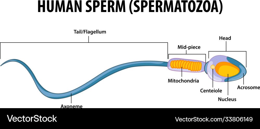 Human Sperm Cell Structure Royalty Free Vector Image