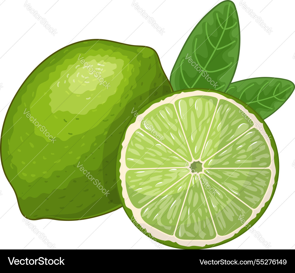 Lime whole and half Royalty Free Vector Image - VectorStock
