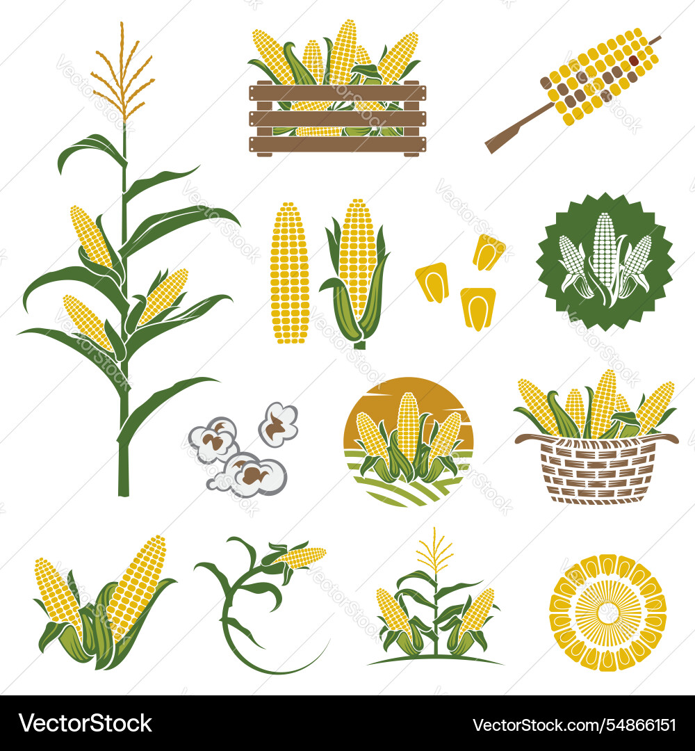 Corn cob emblem set Royalty Free Vector Image - VectorStock