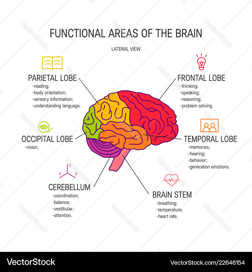 Human Brain Anatomy Diagram Royalty Free Vector Image