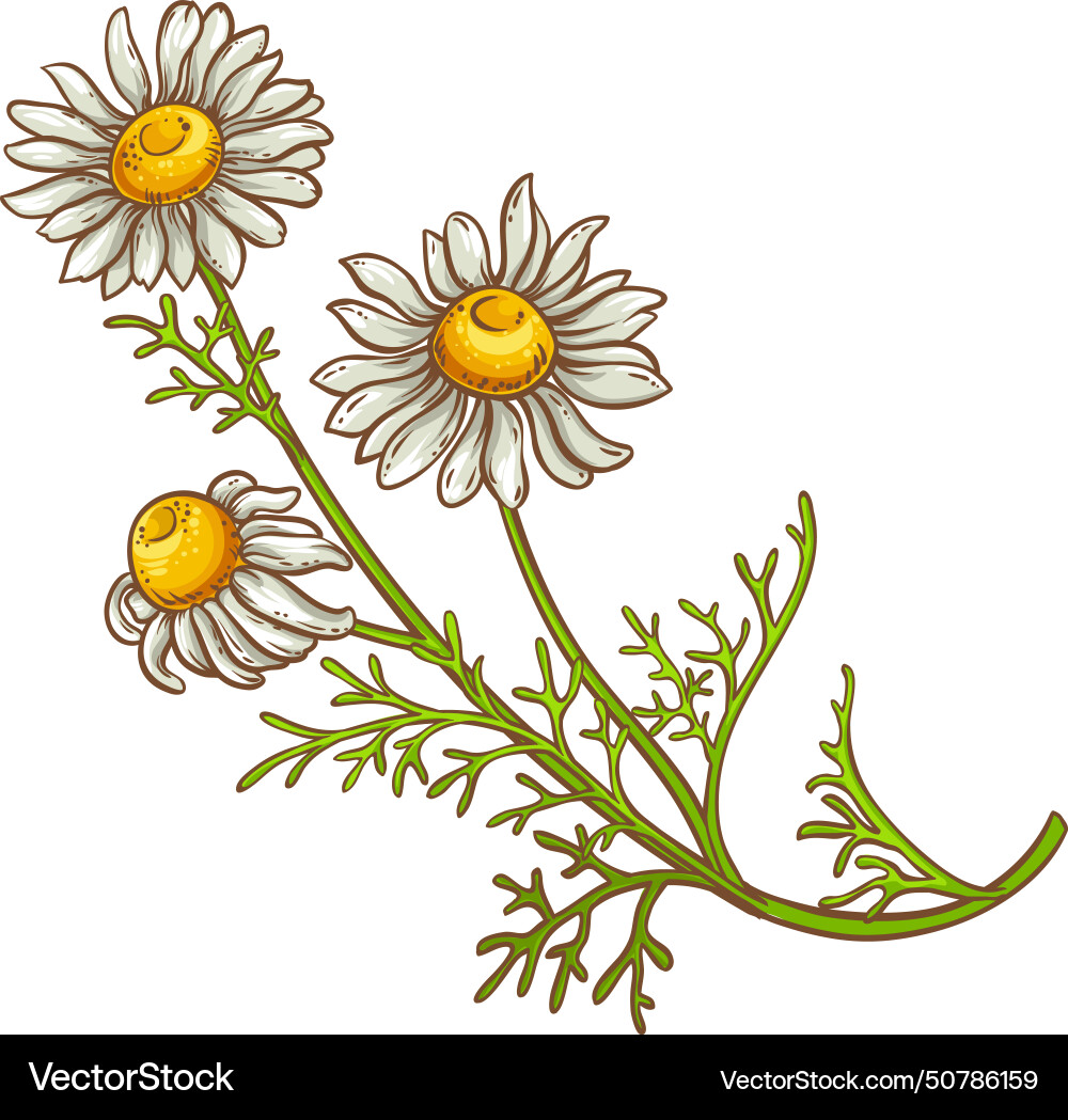 Chamomile plant colored detailed Royalty Free Vector Image
