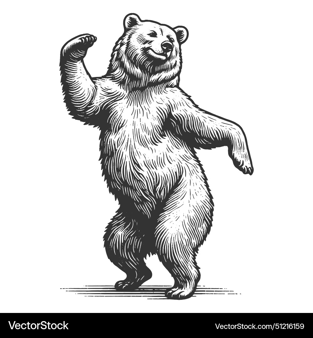 Dancing bear pointing direction engraving Vector Image
