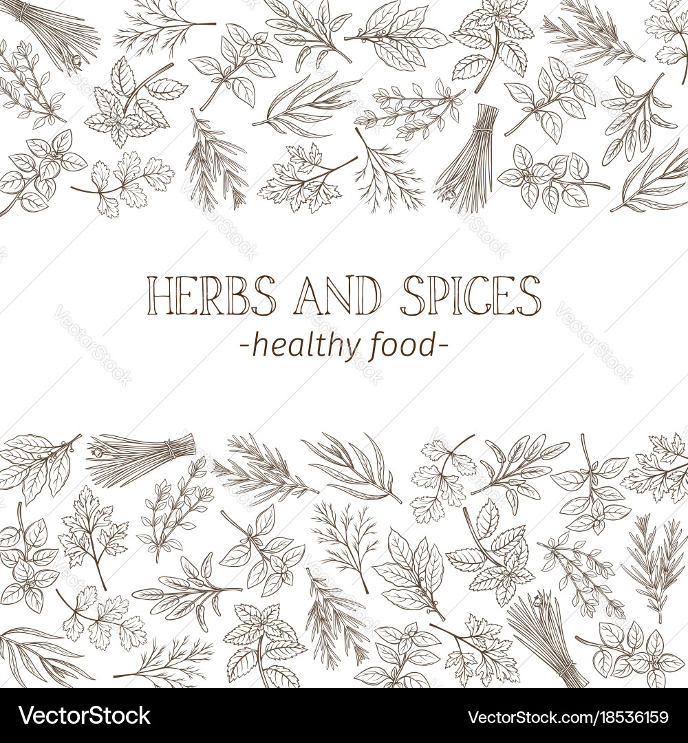 Sketch herbs and spices Royalty Free Vector Image
