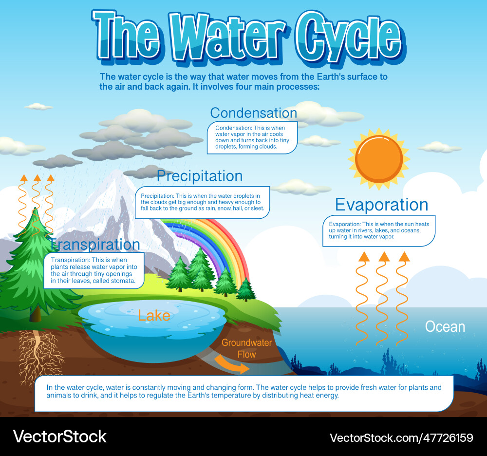 Water cycle diagram for science education Vector Image