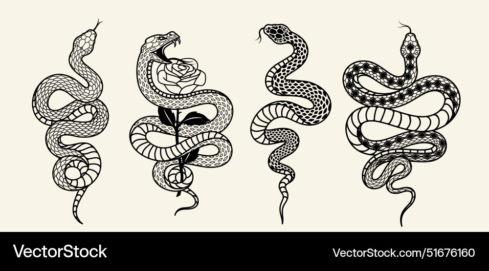 Hand Drawn Snake Sketches - Cobra & Rose Vector Image