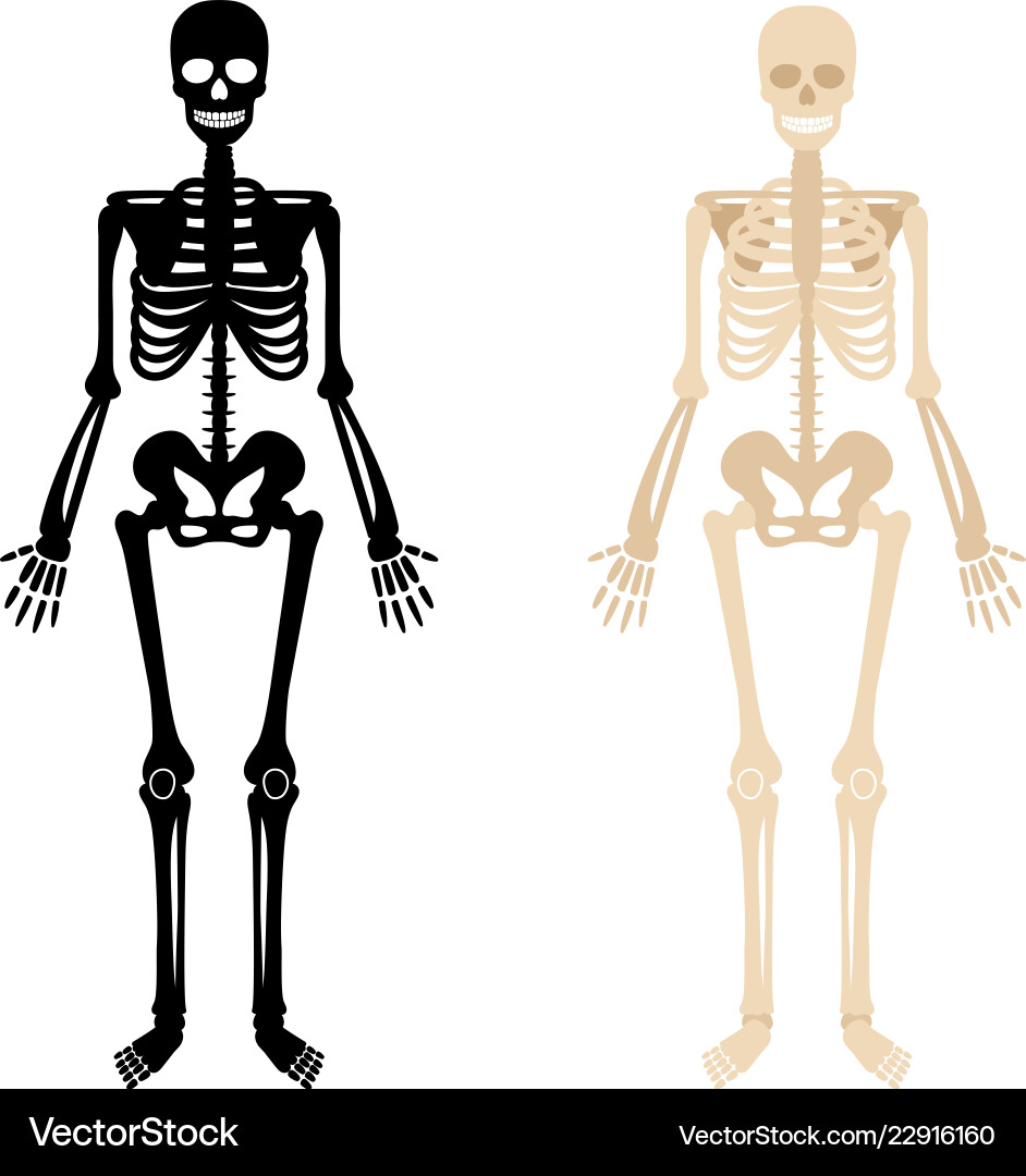 Human skeleton set Royalty Free Vector Image - VectorStock