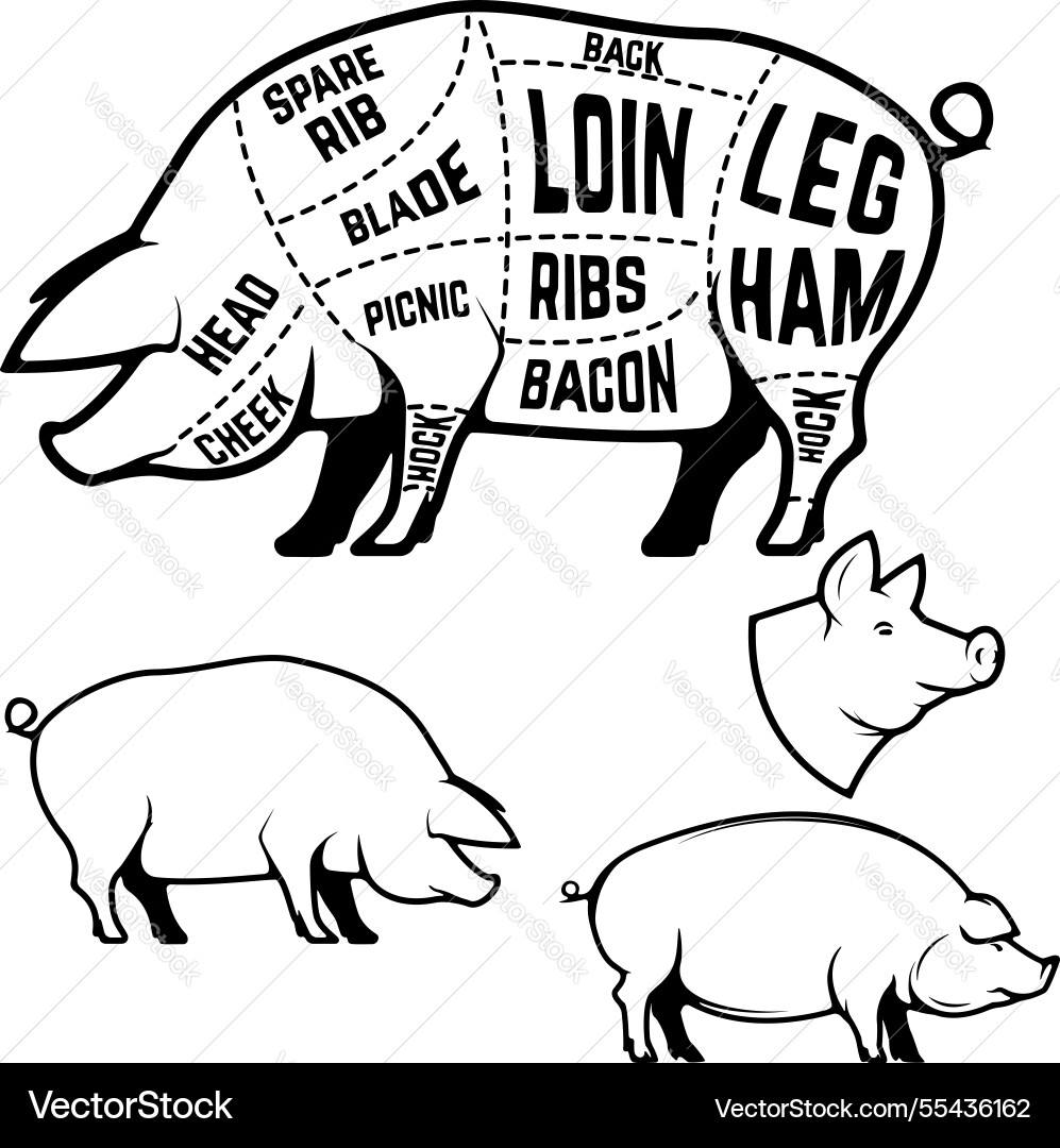 Butcher diagram scheme and guide - pork cuts set Vector Image
