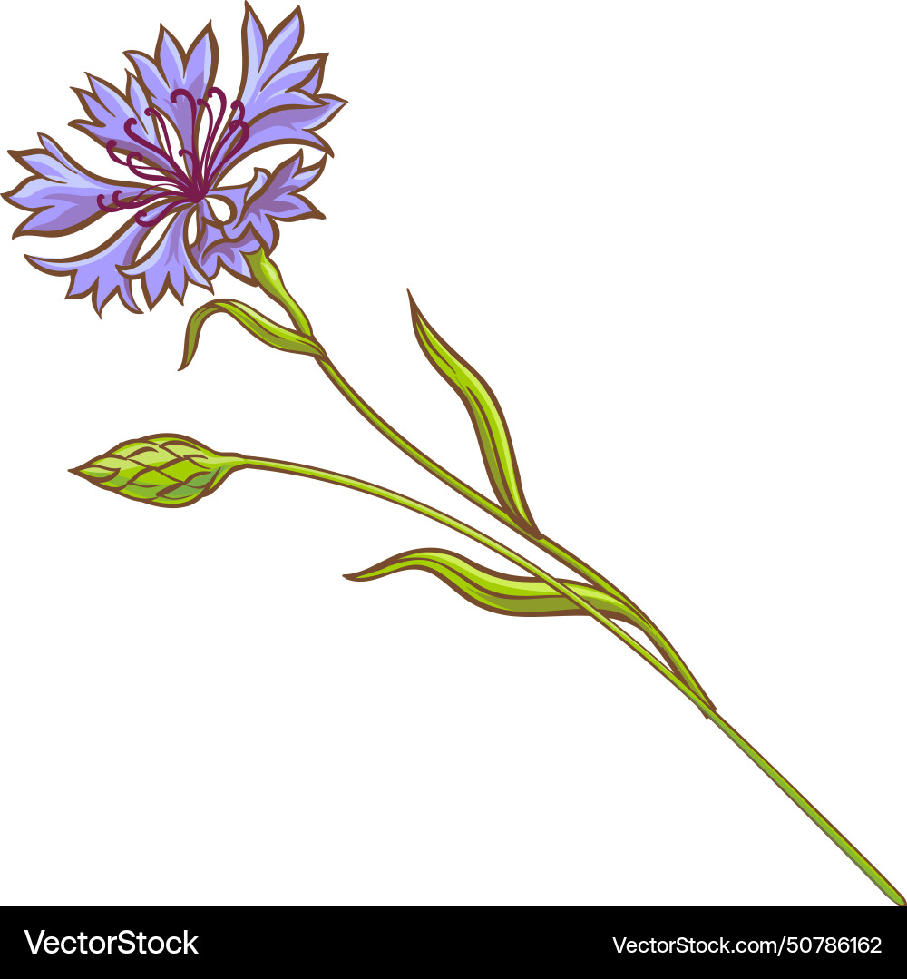 Cornflower plant colored detailed Royalty Free Vector Image