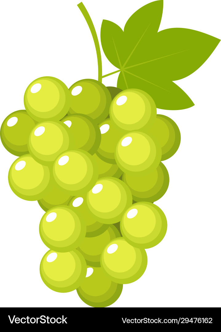 Grapes on a white background isolated Royalty Free Vector