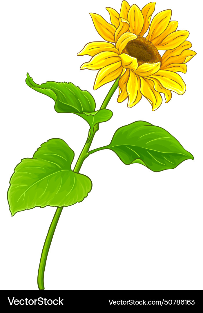Sunflower plant colored detailed Royalty Free Vector Image