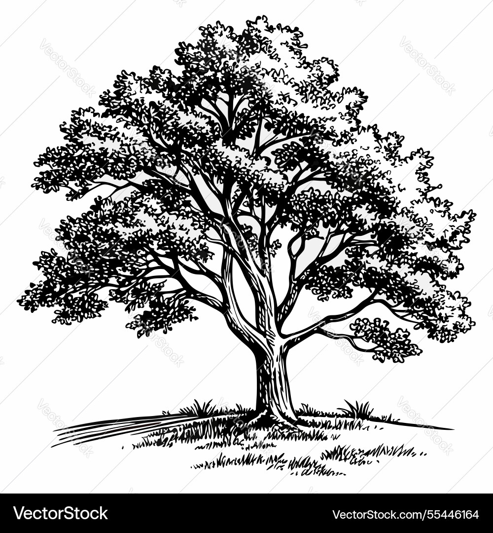 Vintage maple tree line art Royalty Free Vector Image