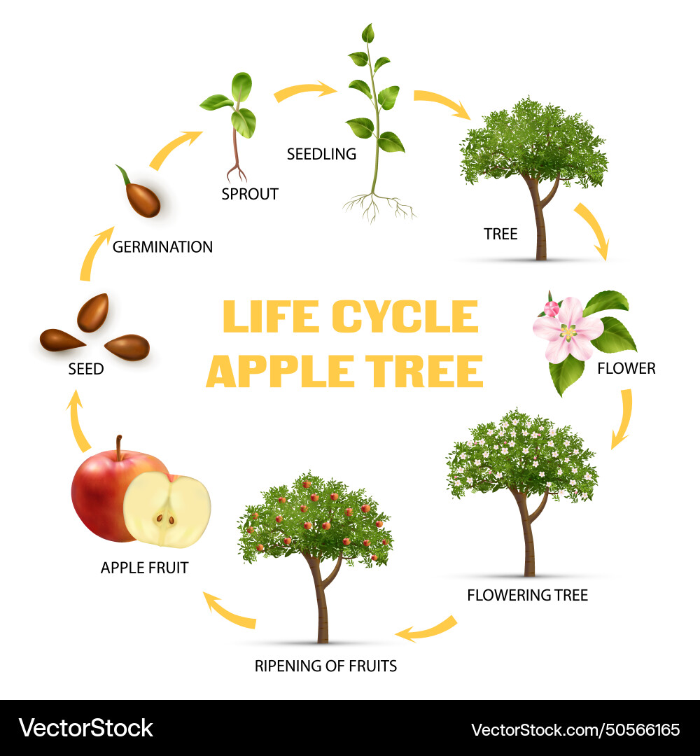 Apple life cycle infographic set Royalty Free Vector Image