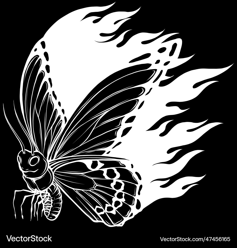 Butterfly in white line on black background Vector Image