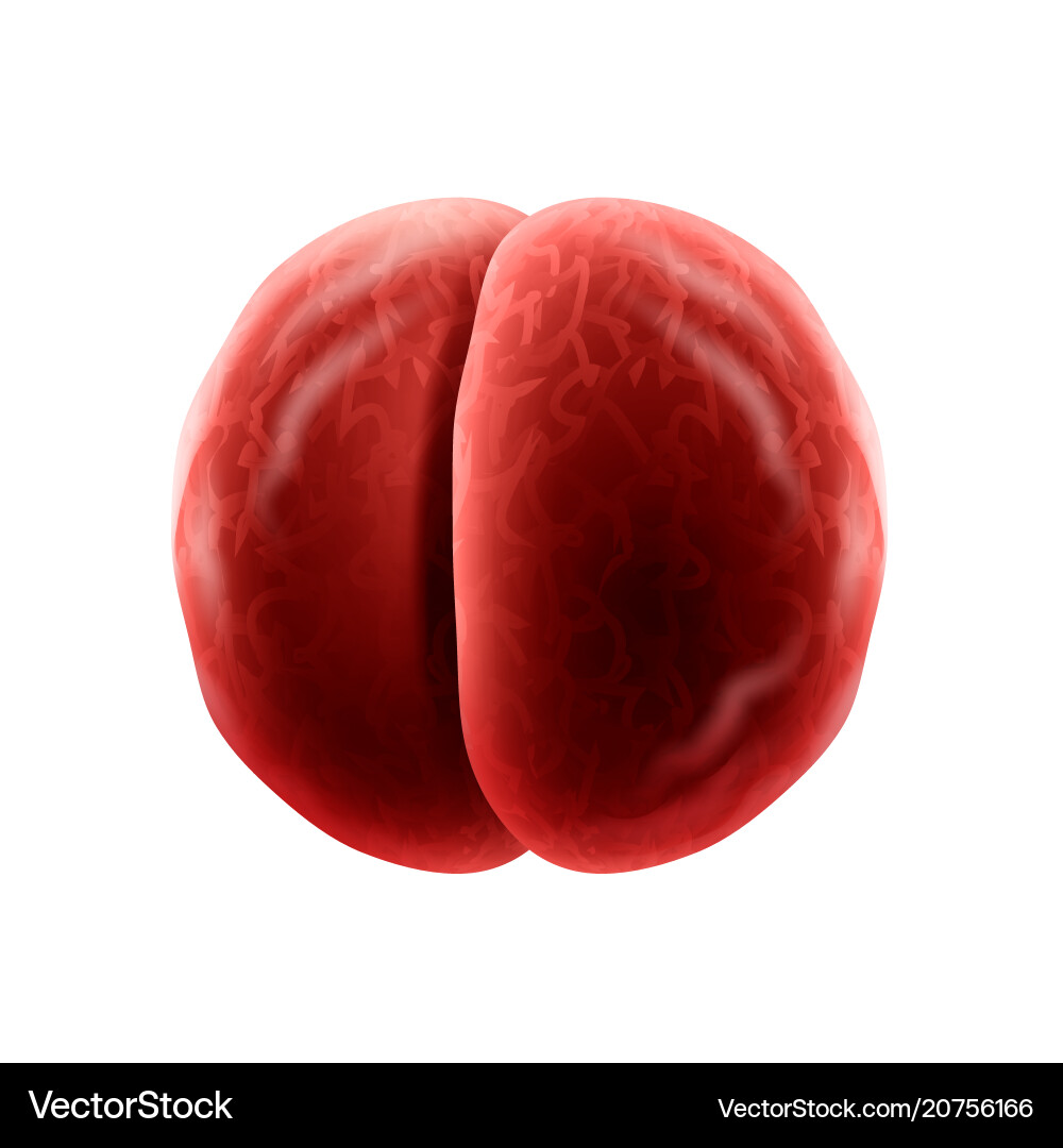 Diplococci bacteria cell Royalty Free Vector Image