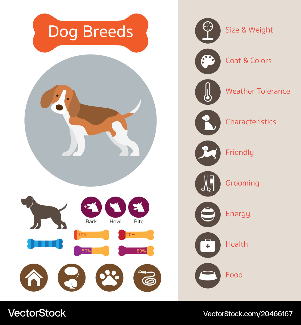 Dog breeds infographic Royalty Free Vector Image