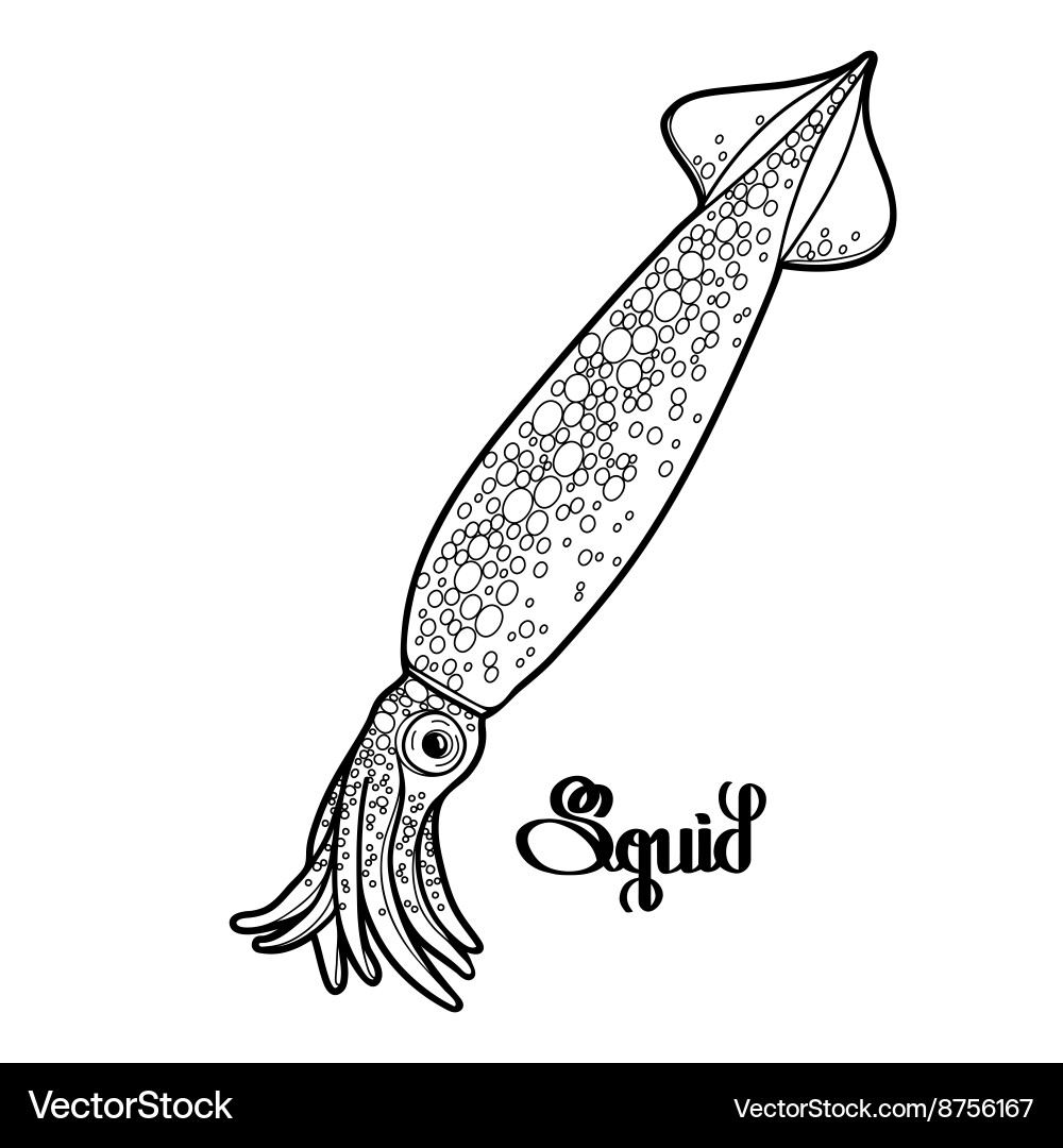 Graphic squid Royalty Free Vector Image - VectorStock