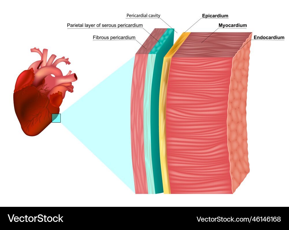 Heart Wall Layers Anatomy Royalty Free Vector Image