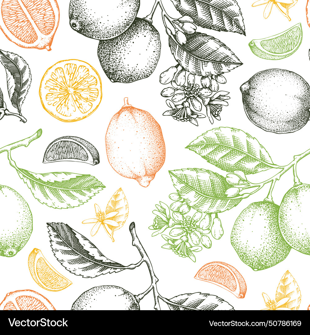 Citrus fruit seamless pattern lime branch Vector Image