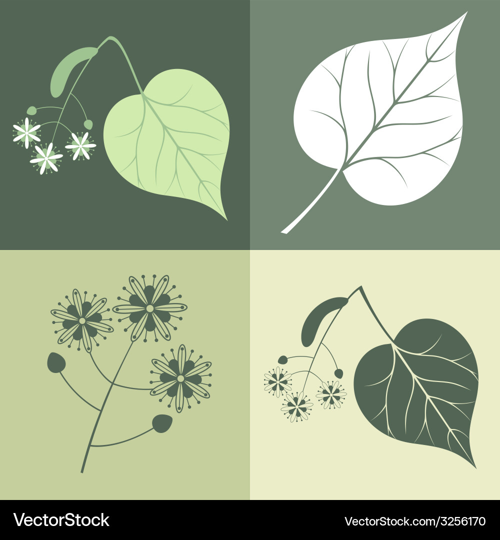 Lime tree Royalty Free Vector Image - VectorStock