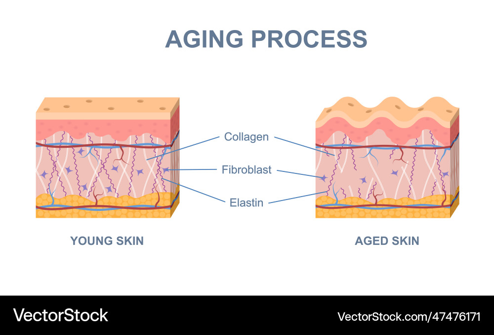 Skin aging process Royalty Free Vector Image - VectorStock