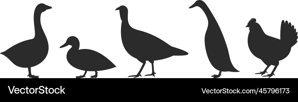 Poultry Royalty Free Vector Image - VectorStock