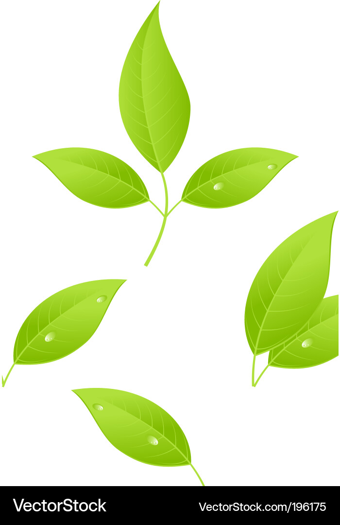 Tea leaves Royalty Free Vector Image - VectorStock