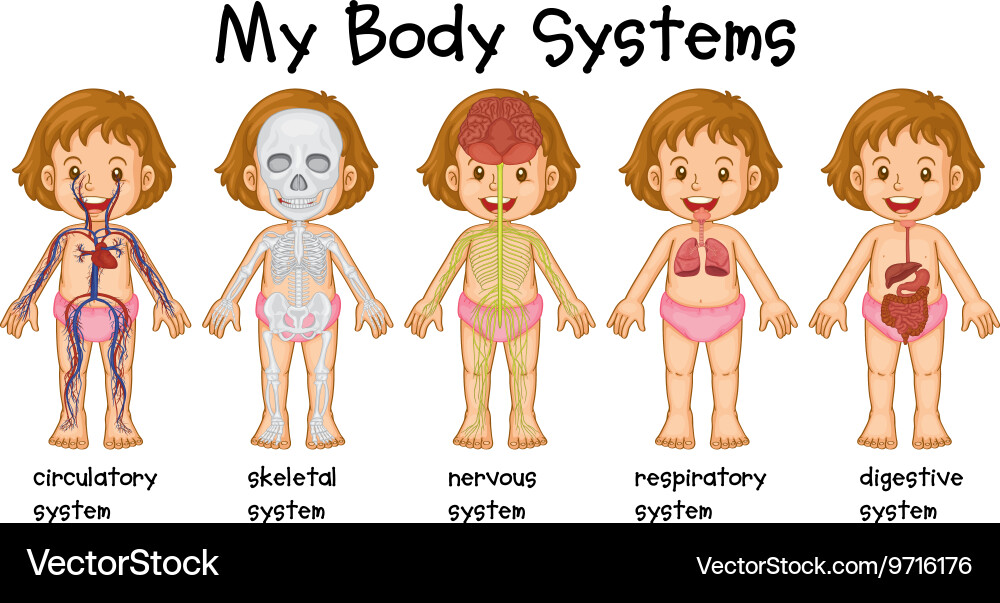 Different systems in human being Royalty Free Vector Image