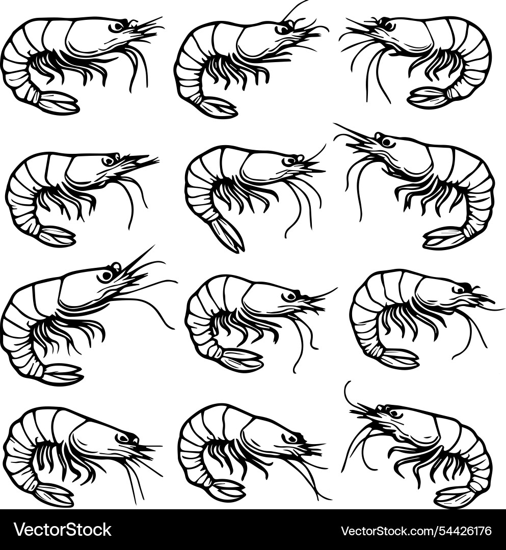 Shrimp bundle collection Royalty Free Vector Image