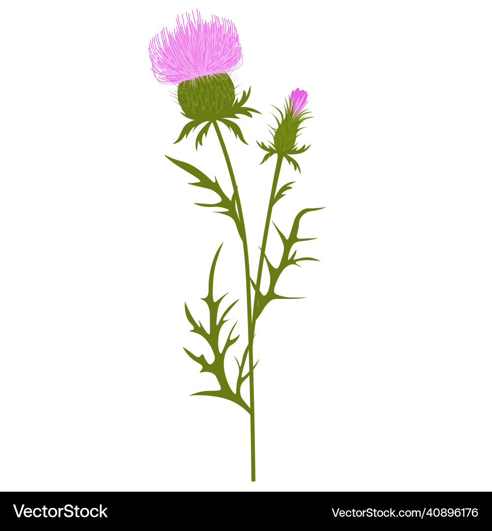 Thistle Royalty Free Vector Image - VectorStock