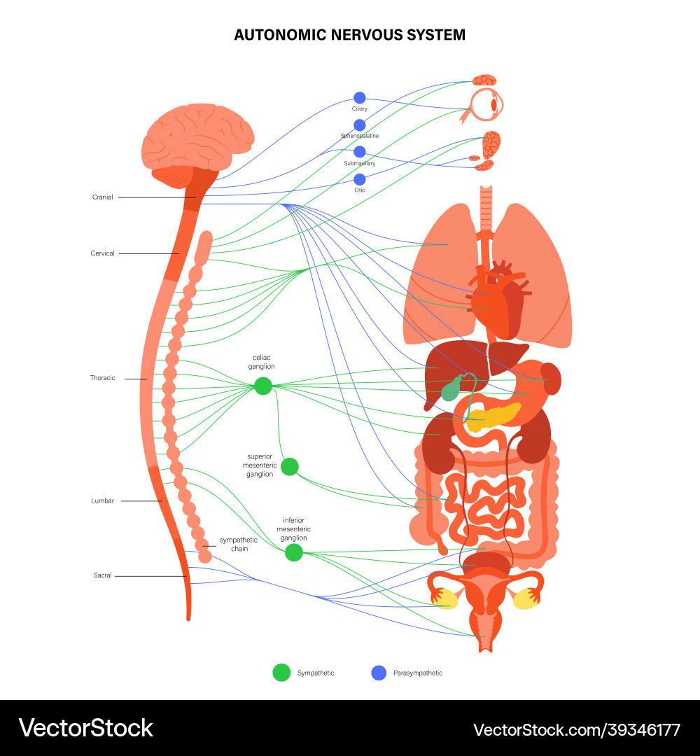Autonomic nervous system Royalty Free Vector Image