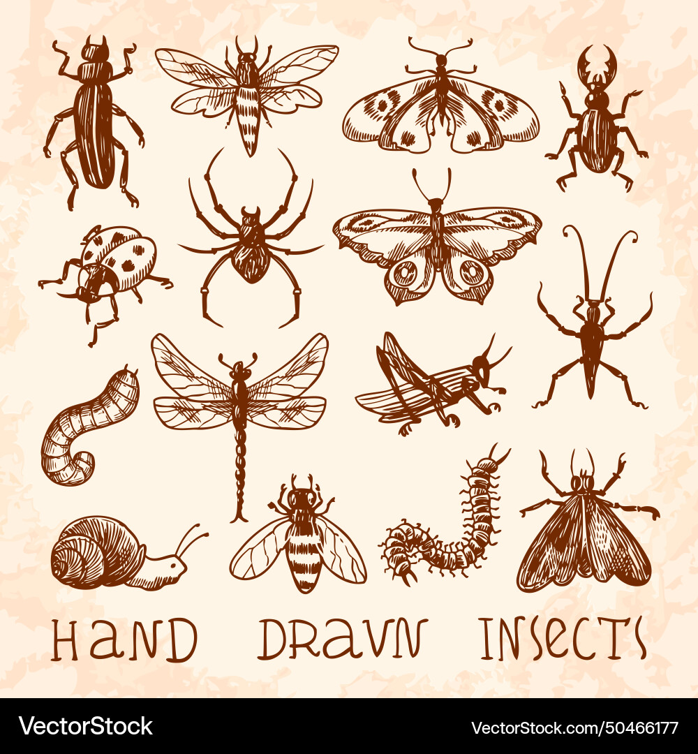 Insects sketch set Royalty Free Vector Image - VectorStock