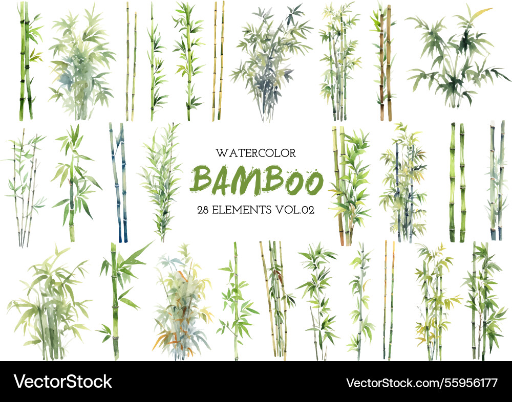 Watercolor painted bamboo clipart hand drawn Vector Image