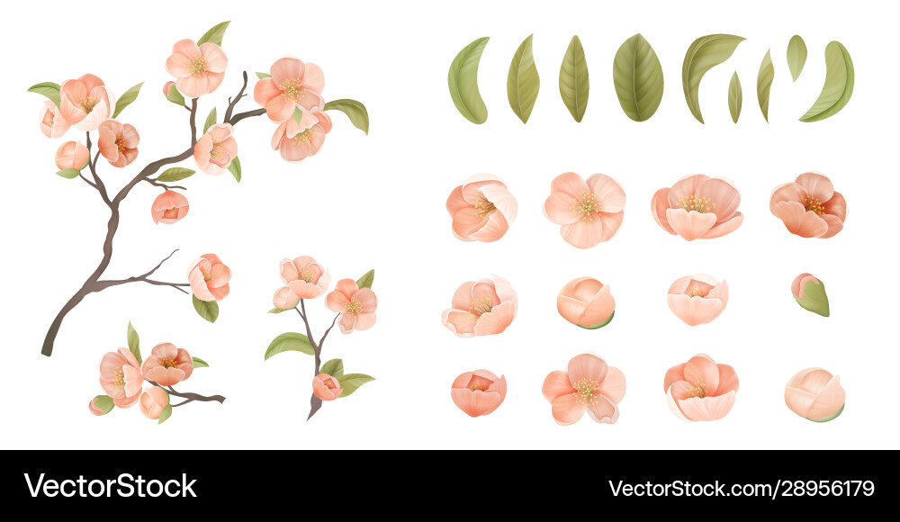 Pink Sakura Blossom Set Royalty Free Vector Image