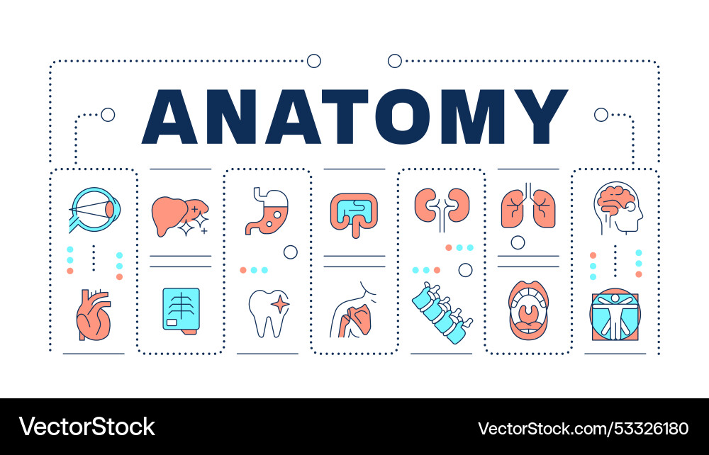 Anatomy word concept on white Royalty Free Vector Image