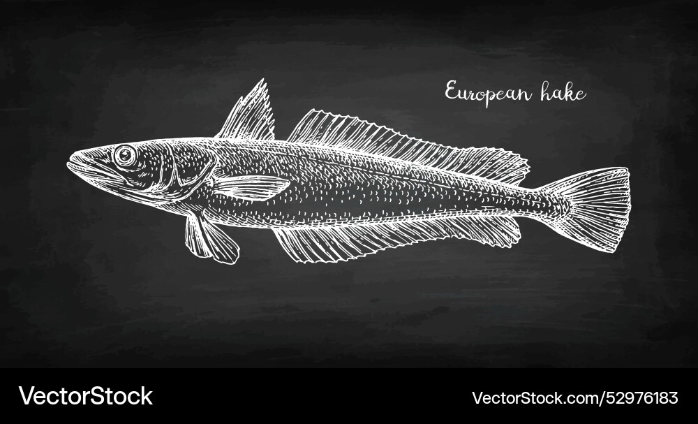 European hake chalk sketch Royalty Free Vector Image